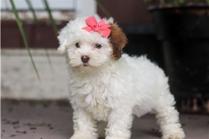 Havapoo for Sale | Puppies | Pawrade.com