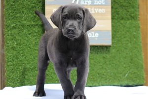Labrador Retriever for Sale | Puppies | Pawrade.com