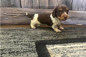 Mini Dachshund for Sale | Puppies | Pawrade.com