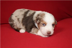 Allie - Australian Shepherd Puppy 319D51 | Pawrade