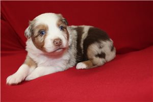 Allie - Australian Shepherd Puppy 319D51 | Pawrade