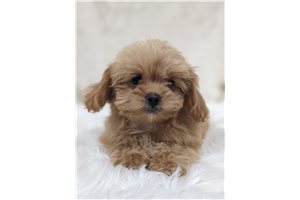 Peekapoo for Sale | Puppies | Pawrade.com