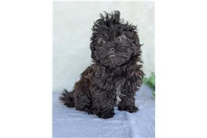 Peekapoo for Sale | Puppies | Pawrade.com