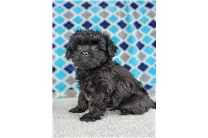 Peekapoo for Sale | Puppies | Pawrade.com