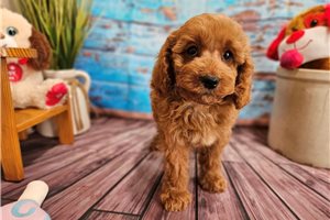 Small Dogs for Sale | Toy Puppy Breeds | Pawrade.com