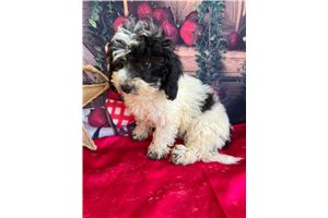 Bich-Poo - Bichpoo Puppies for Sale | Pawrade.com