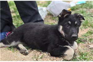 Puppies for Sale | Adopt Yours Today | Pawrade.com