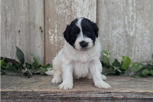 Valor - Portuguese Water Dog Puppy EDACAC | Pawrade