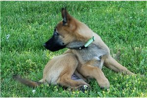 Belgian Malinois Puppies for Sale | Pawrade.com