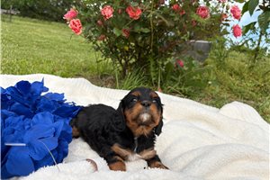 The Best Apartment Dogs for 2025 | Pawrade.com