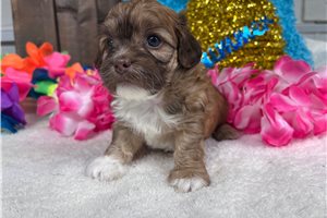 Peekapoo for Sale | Puppies | Pawrade.com