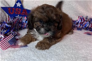 Peekapoo for Sale | Puppies | Pawrade.com