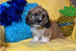 Peekapoo for Sale | Puppies | Pawrade.com