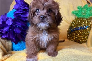 Top 21 Peekapoo Puppies for Sale in Springfield, MO | Pawrade.com