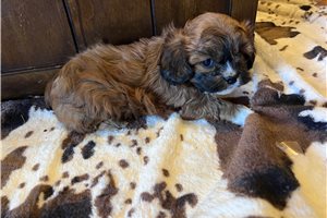 Peekapoo for Sale | Puppies | Pawrade.com