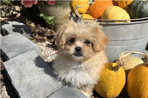 Peekapoo for Sale | Puppies | Pawrade.com