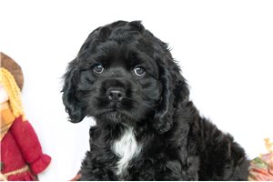 Cocker Spaniel for Sale | Puppies | Pawrade.com