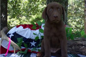Labrador Retriever for Sale | Puppies | Pawrade.com