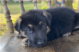German Shepherd Puppies for Sale | Pawrade.com