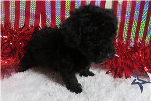Toy Poodles for Sale | Puppies | Pawrade.com