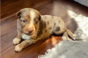 Australian Shepherd for Sale | Puppies | Pawrade.com