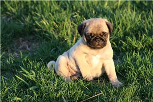 Pug for Sale | Puppies | Pawrade.com