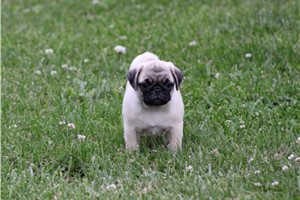 Pug for Sale | Puppies | Pawrade.com
