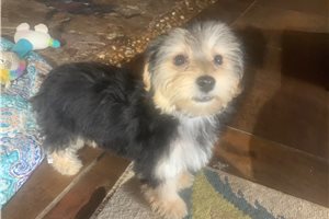 Yorkiepoo - Yorkie Poo for Sale | Puppies | Pawrade.com