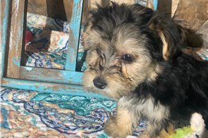 Yorkiepoo - Yorkie Poo for Sale | Puppies | Pawrade.com