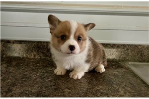 Pembroke Welsh Corgi for Sale | Puppies | Pawrade.com