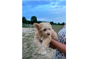Poma-Poo - Pomapoo for Sale | Puppies | Pawrade.com