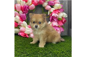 Puppies & Dogs for Sale | Pawrade.com