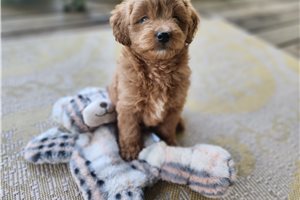 Chi-Poo - Chipoo for Sale | Puppies | Pawrade.com