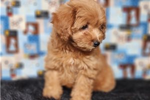 Chi-Poo - Chipoo for Sale | Puppies | Pawrade.com