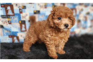 Chi-Poo - Chipoo for Sale | Puppies | Pawrade.com