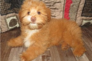 Chi-Poo - Chipoo for Sale | Puppies | Pawrade.com