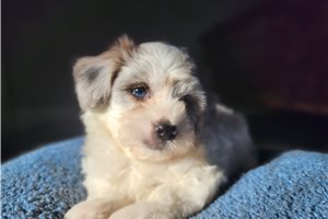 Chi-Poo - Chipoo for Sale | Puppies | Pawrade.com