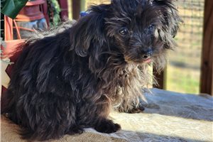 Chi-Poo - Chipoo for Sale | Puppies | Pawrade.com