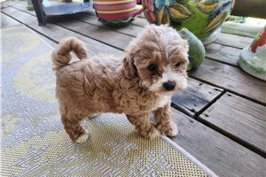 Chi-Poo - Chipoo for Sale | Puppies | Pawrade.com