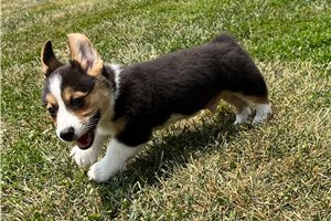American Corgi for Sale | Puppies | Pawrade.com