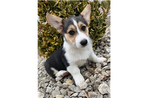 American Corgi for Sale | Puppies | Pawrade.com