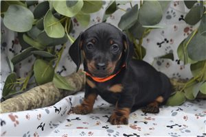 Mini Dachshund for Sale | Puppies | Pawrade.com
