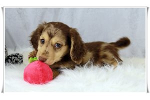 Mini Dachshund for Sale | Puppies | Pawrade.com