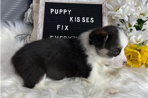 Pembroke Welsh Corgi for Sale | Puppies | Pawrade.com