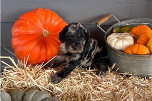 Mateo - Cockapoo Puppy 6C875E | Pawrade