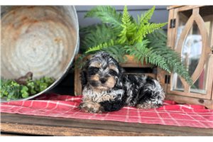 Cockapoo for Sale | Puppies | Pawrade.com