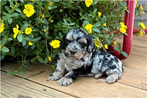 Cockapoo for Sale | Puppies | Pawrade.com