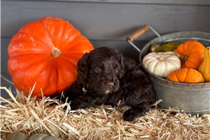 Mila - Cockapoo Puppy 7E5F84 | Pawrade
