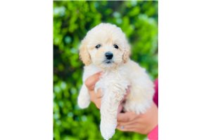 Malti Poo - Maltipoo for Sale | Puppies | Pawrade.com