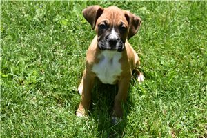 Boxer for Sale | Puppies | Pawrade.com